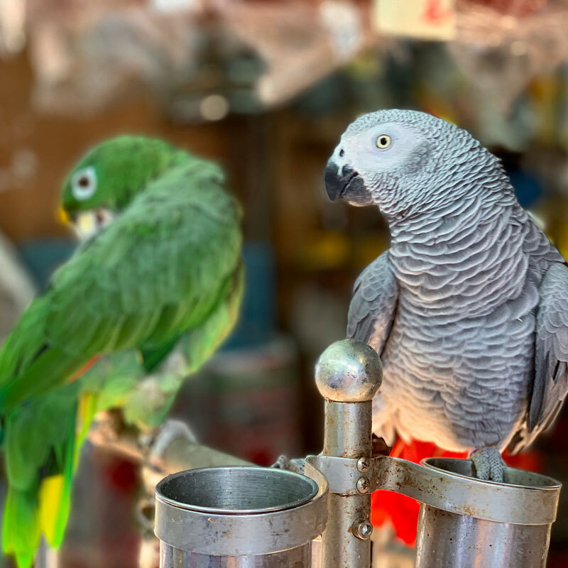 A Bowl of Fruit for an Amazon Bird: Ultimate Healthy Feeding Guide - Birds