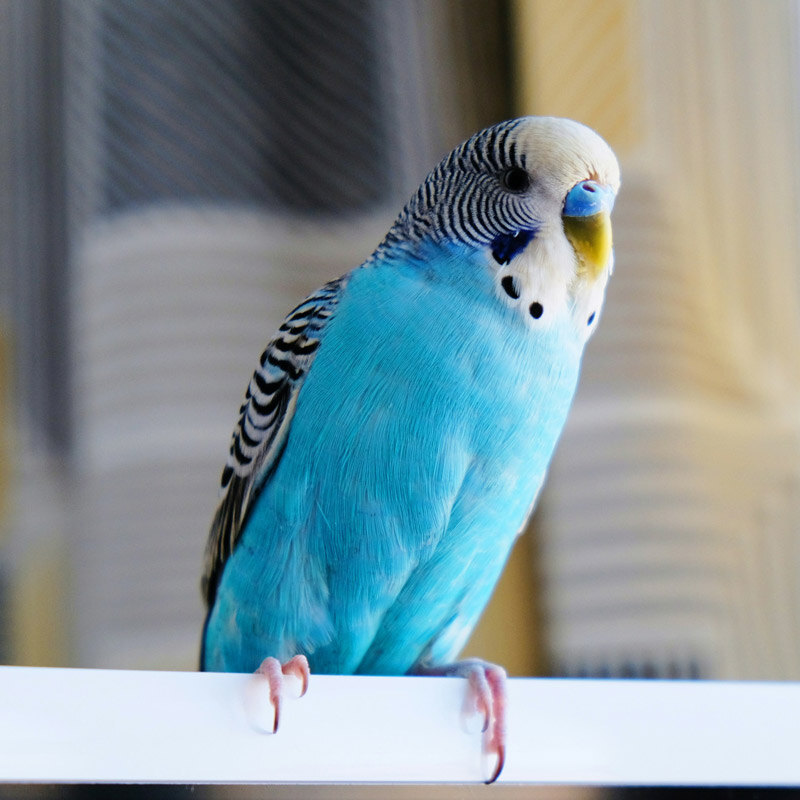 Budgies And The Science Of Speech: How These Tiny Parrots Mimic Us ...