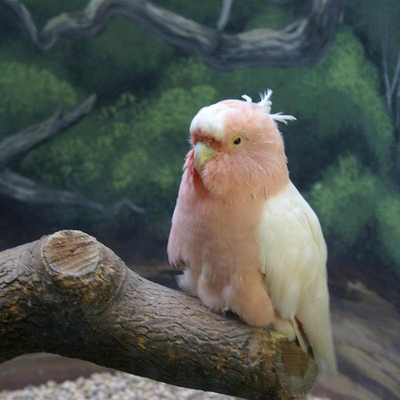 The World’s Oldest Cockatoo Passes Away: Celebrating Cookie – Pet Birds ...