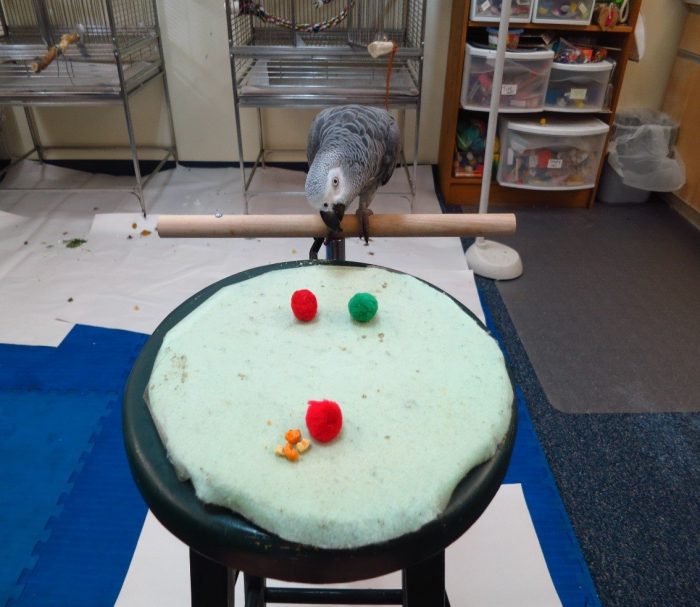 Inside Dr. Pepperberg's Lab: When Parrots Speak Their Mind...Or Not ...