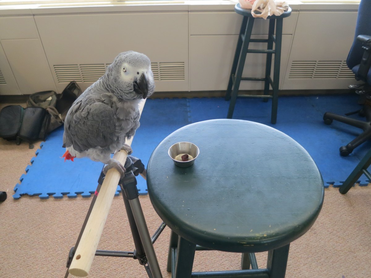 Inside Dr. Pepperberg's Lab: African Grey Parrots Show Self-Control ...