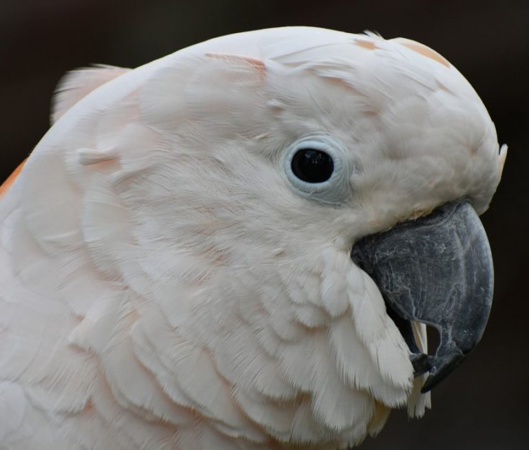 Coughing Parrot? – Pet Birds by Lafeber Co.