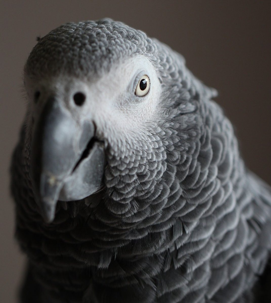 A Fun Look At "Spooktacular Parrots" This Halloween – Pet Birds by ...