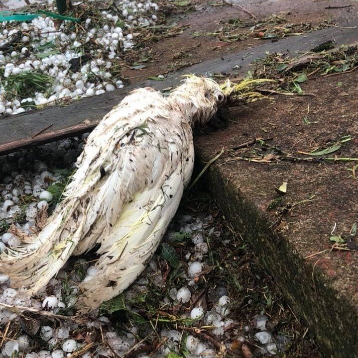 Cockatoo Survives Storm And Wins The Hearts Of Many – Pet Birds by ...