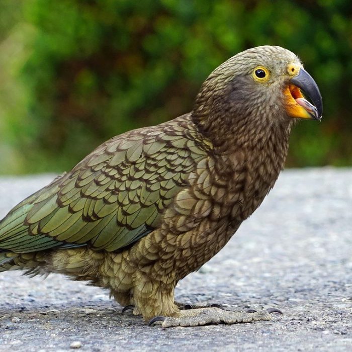 Keas: Why These Alpine Parrots Took The Mountains – Pet Birds by ...