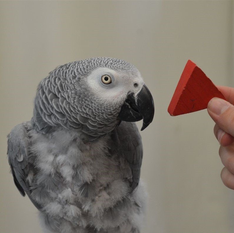 Inside Pepperberg's Lab: Mutual Exclusivity In Parrots — A Special Case ...