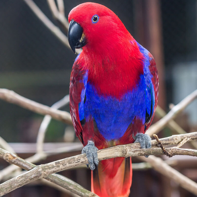 Family With Loss Turns Sadness Into A Thriving Sanctuary – Pet Birds by ...