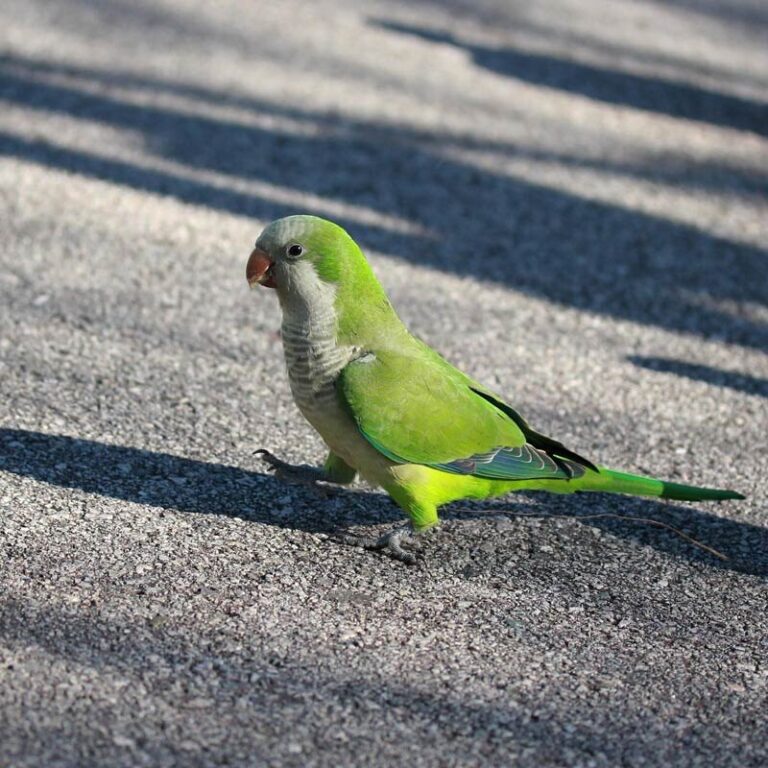 Laura Doering, Author at Lafeber® Pet Birds