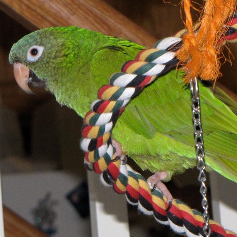 New To Conures? Answers To Common Conure Questions – Pet Birds by ...
