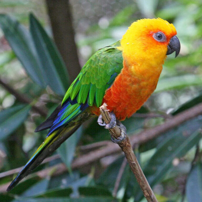 New To Conures? Answers To Common Conure Questions – Pet Birds by ...