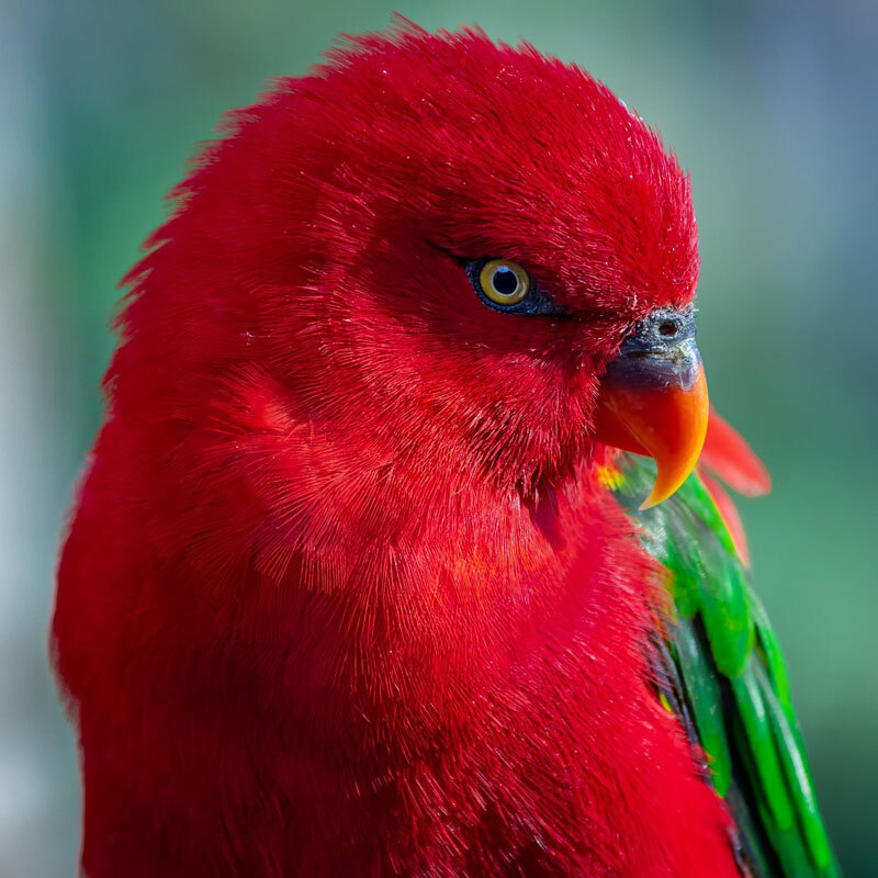 Lories And Lorikeets: Bold And Beautiful – Pet Birds by Lafeber Co.