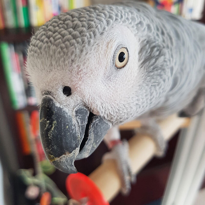 Inside Pepperberg's Lab: Do Parrots Show Remorse? – Pet Birds by ...