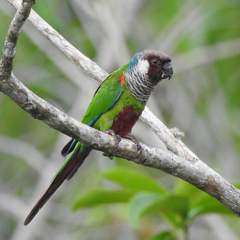 Grey-Breasted Parakeets Winning Fight For Survival – Pet Birds by ...