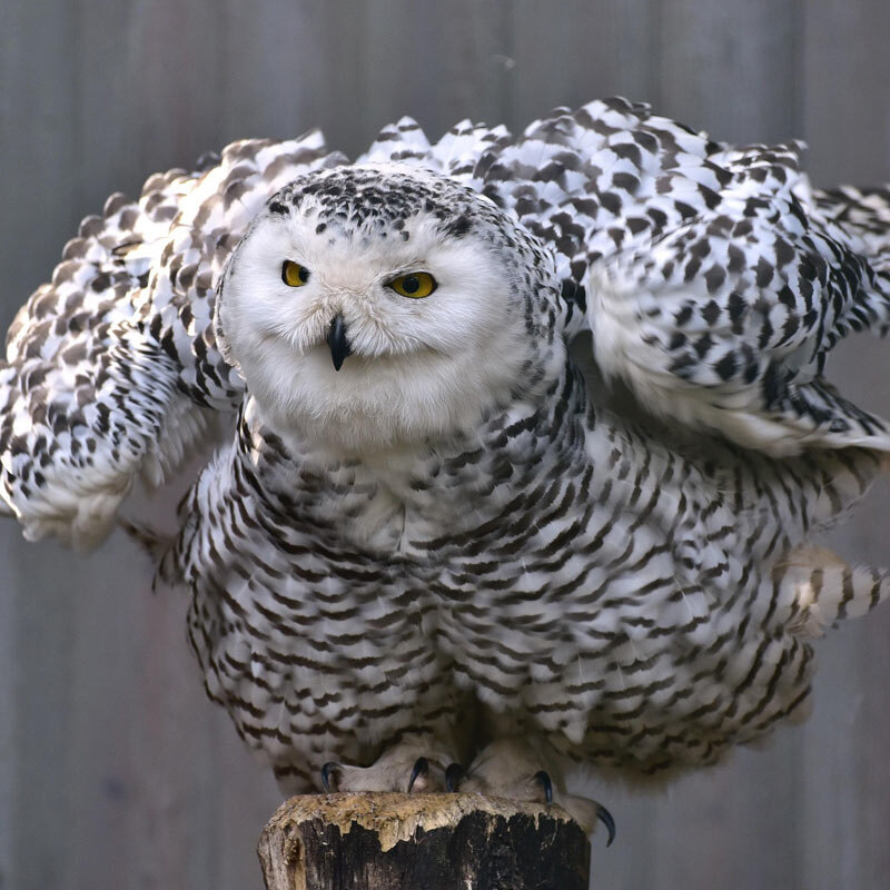 Rare Snowy Owl Lands In Central Park NYC – Pet Birds by Lafeber Co.