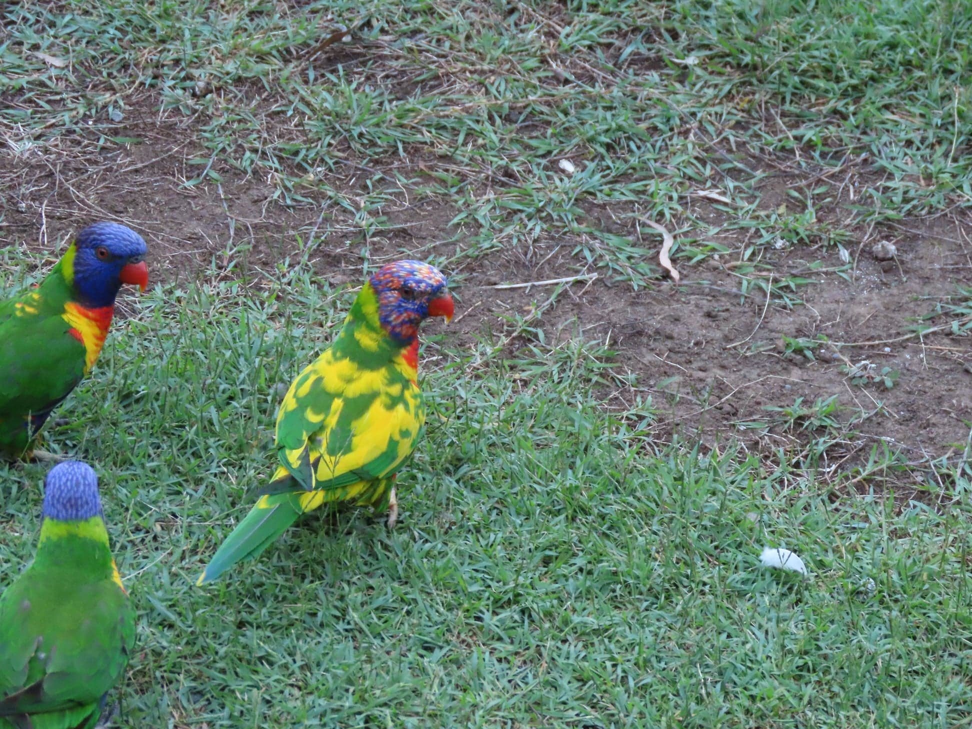 Spotting A Rare Beauty: Pied Mutation Rainbow Lorikeet – Pet Birds by ...