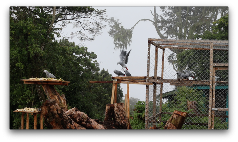 Lafeber's Global Parrot Conservation Spotlight: Africa — Nigeria And ...