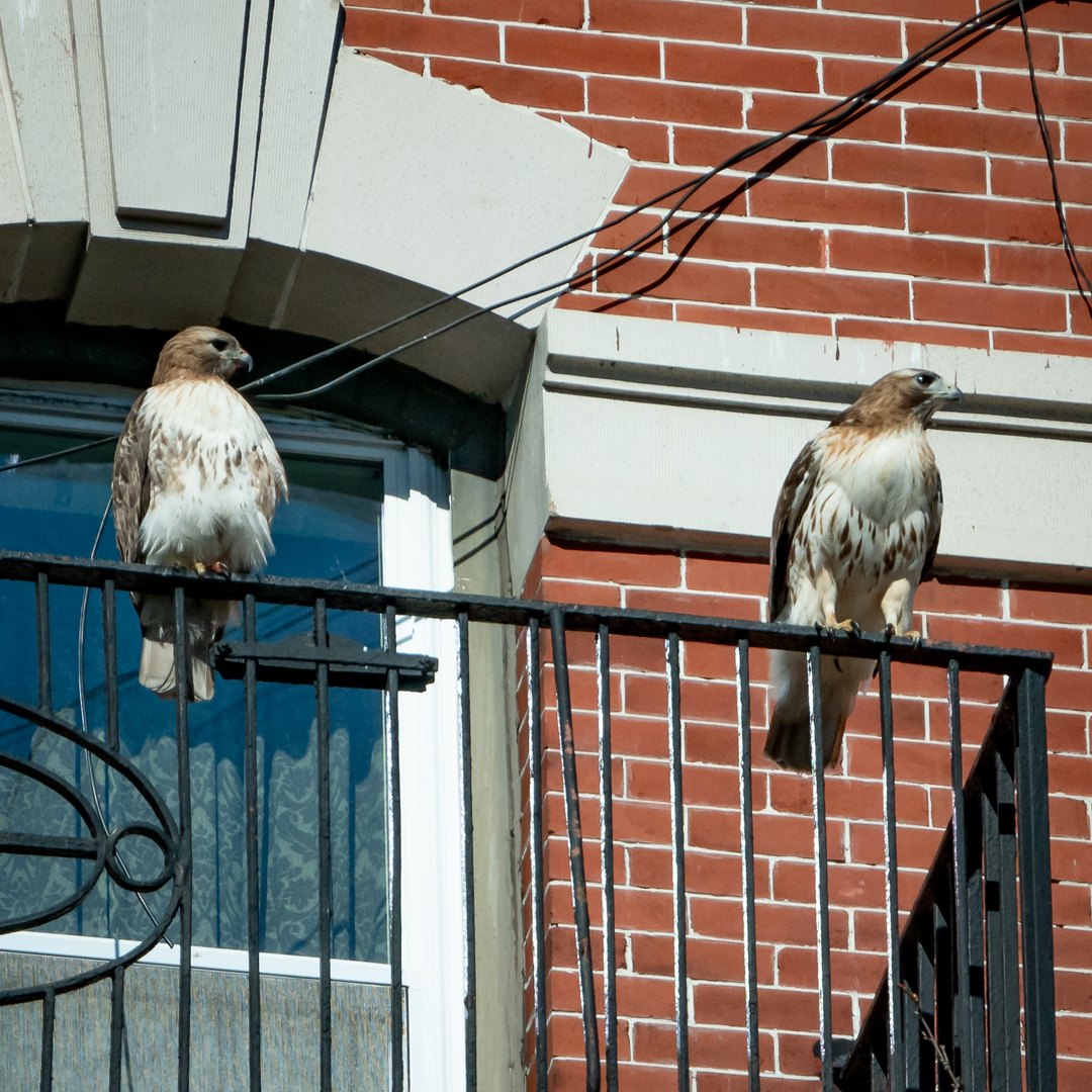Up Close: Hawk Family Builds Nest On Photographer's Balcony – Pet Birds ...