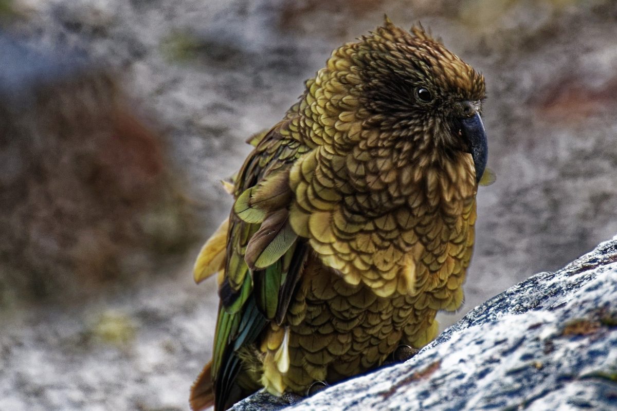 Keas: Why These Alpine Parrots Took The Mountains – Pet Birds by ...
