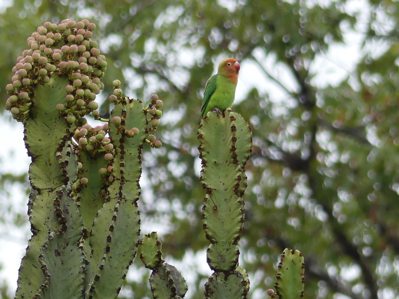 Lafeber’s Global Parrot Conservation Spotlight: African Lovebirds – Pet ...