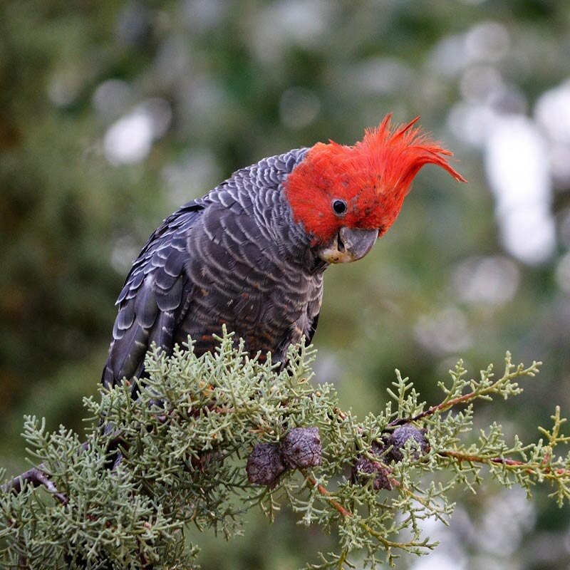 Helping Australia's Gang-Gang Cockatoos Bounce Back – Pet Birds by ...