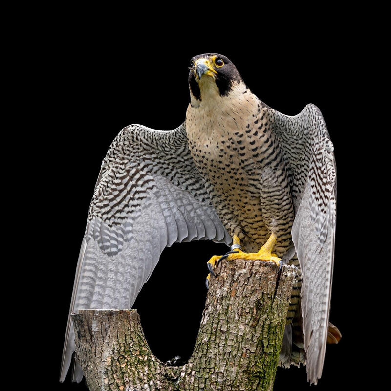 Meet SNAG, The Flying Avian Robot – Pet Birds by Lafeber Co.