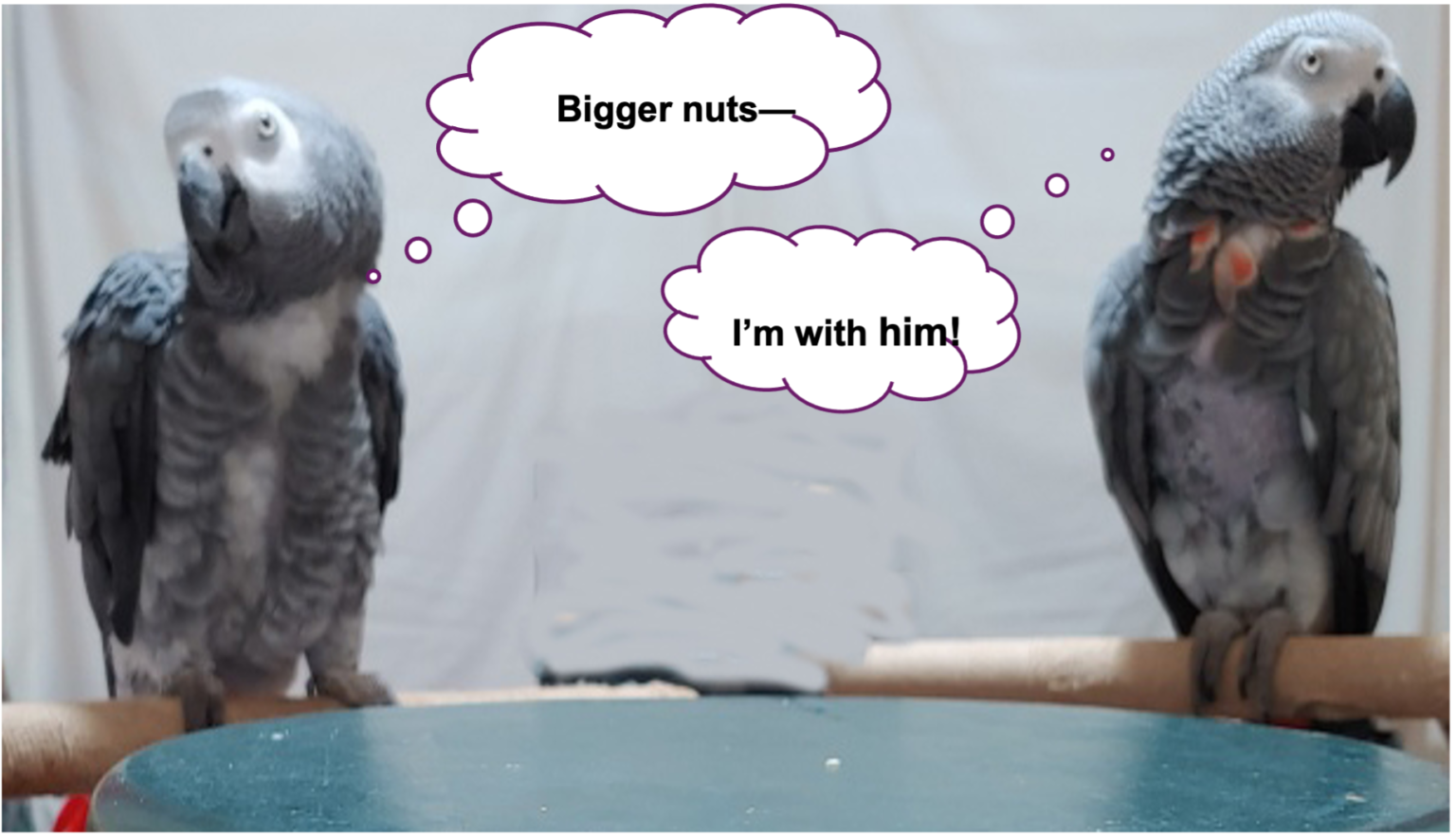 Inside Dr. Pepperberg's Lab: The Parrots Hold Out For Bigger Treats ...