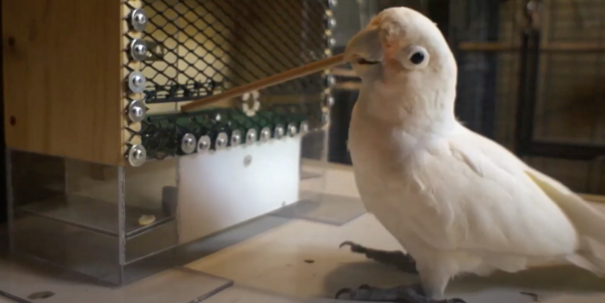 Cockatoos Learn To Golf In New Study – Pet Birds by Lafeber Co.