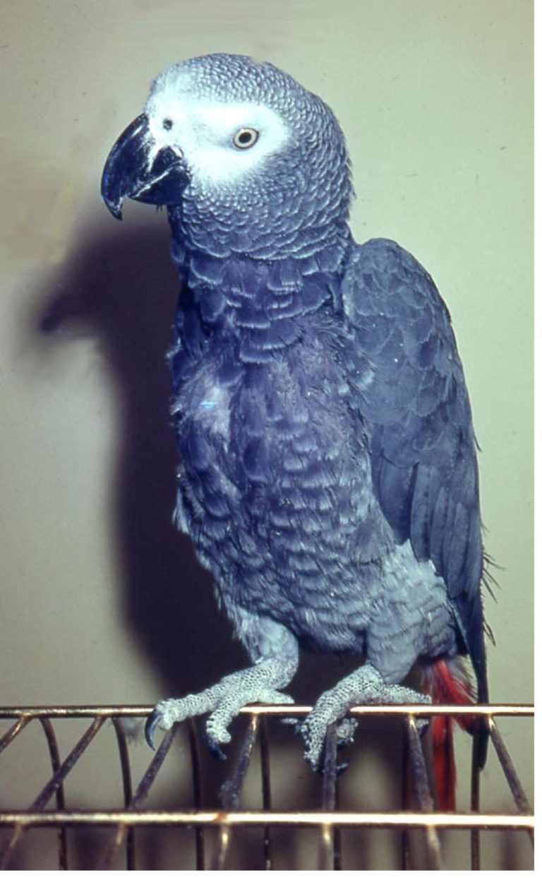 Dr. Pepperberg's Avian Cognition Lab Celebrates 45th Anniversary! – Pet ...
