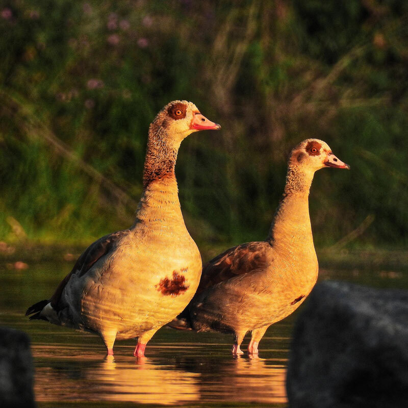Spooky Birds You Have To See To Believe – Pet Birds by Lafeber Co.