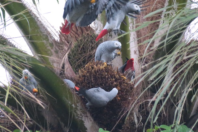Lafeber’s Global Parrot Conservation Spotlight: The Congo African Greys ...