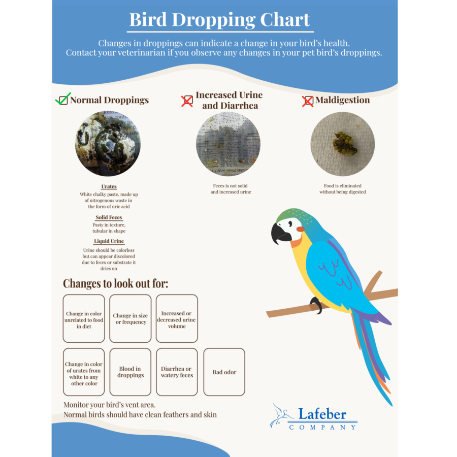 Switching from Seeds to Pellets – Pet Birds by Lafeber Co.