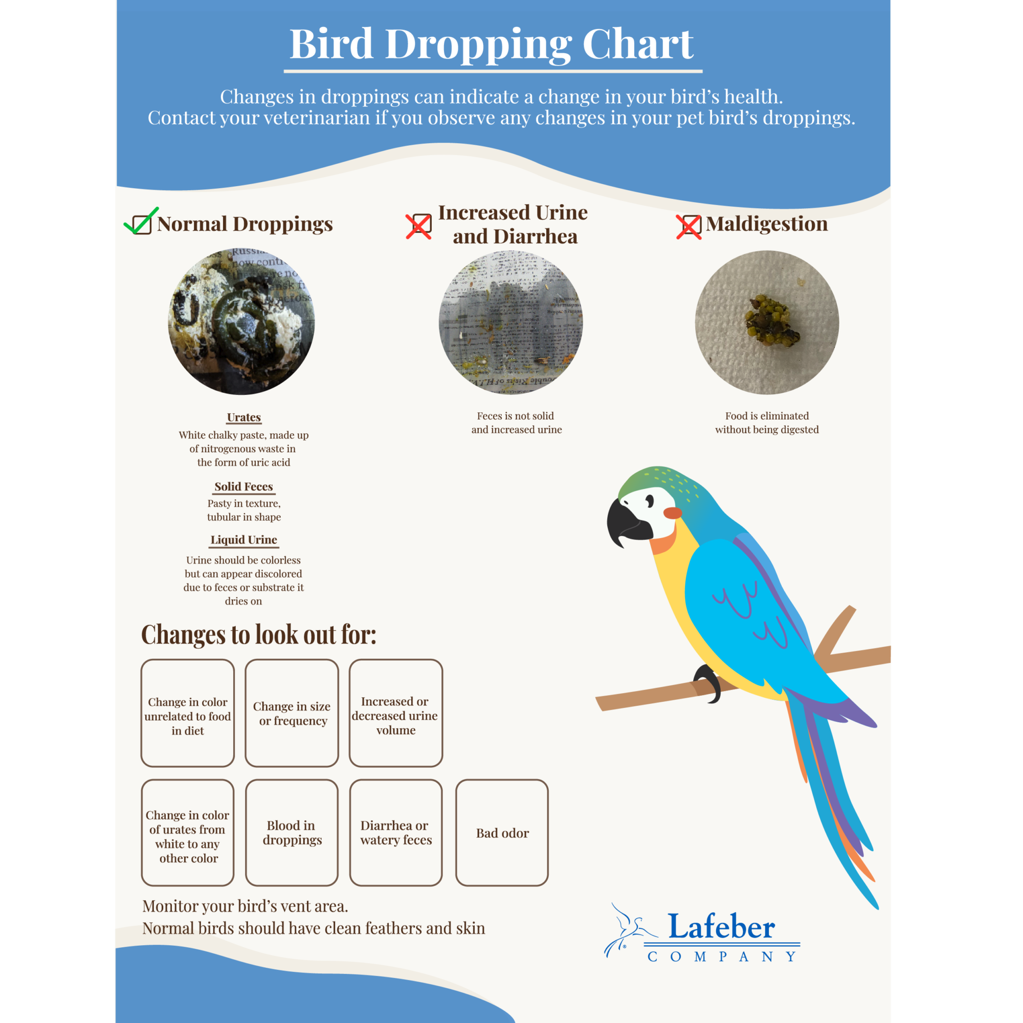 Parakeet Color Chart