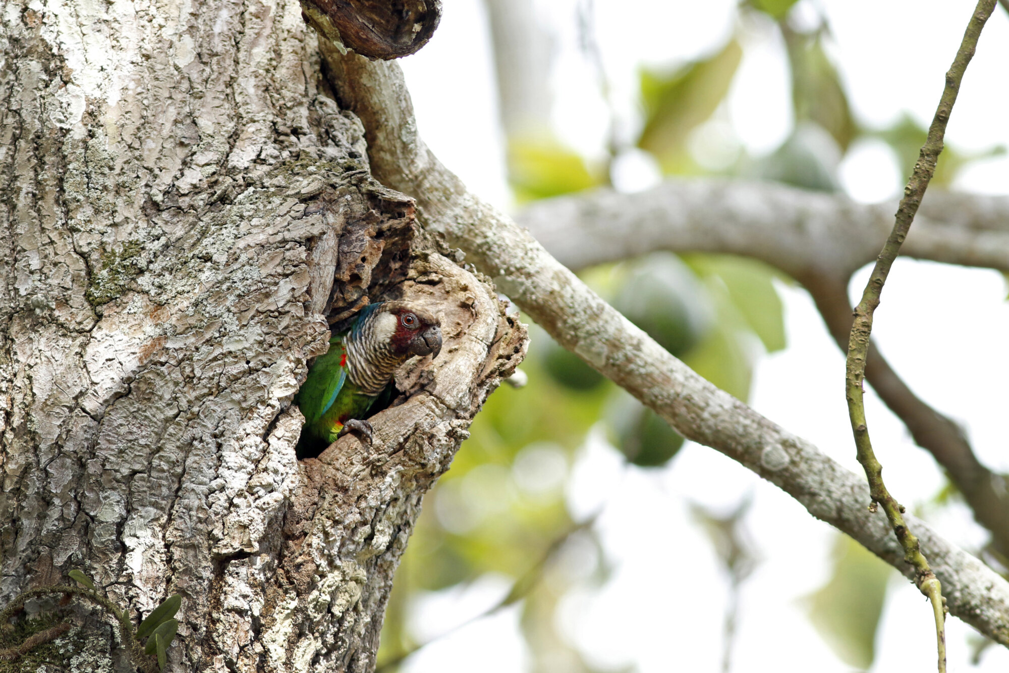 Lafeber’s Global Parrot Conservation Spotlight April 2023: The Grey ...