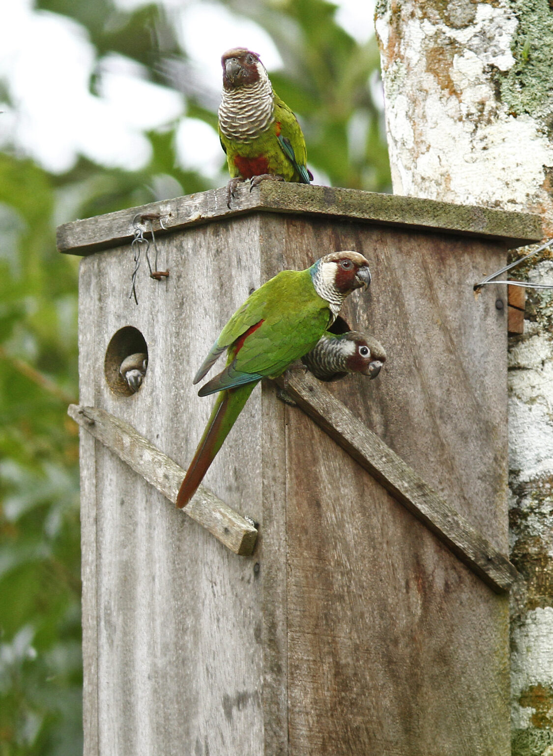 Lafeber’s Global Parrot Conservation Spotlight April 2023: The Grey ...
