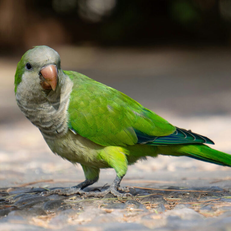 Monk Parakeets Exhibit Social Standing Behaviors In New Study – Pet ...