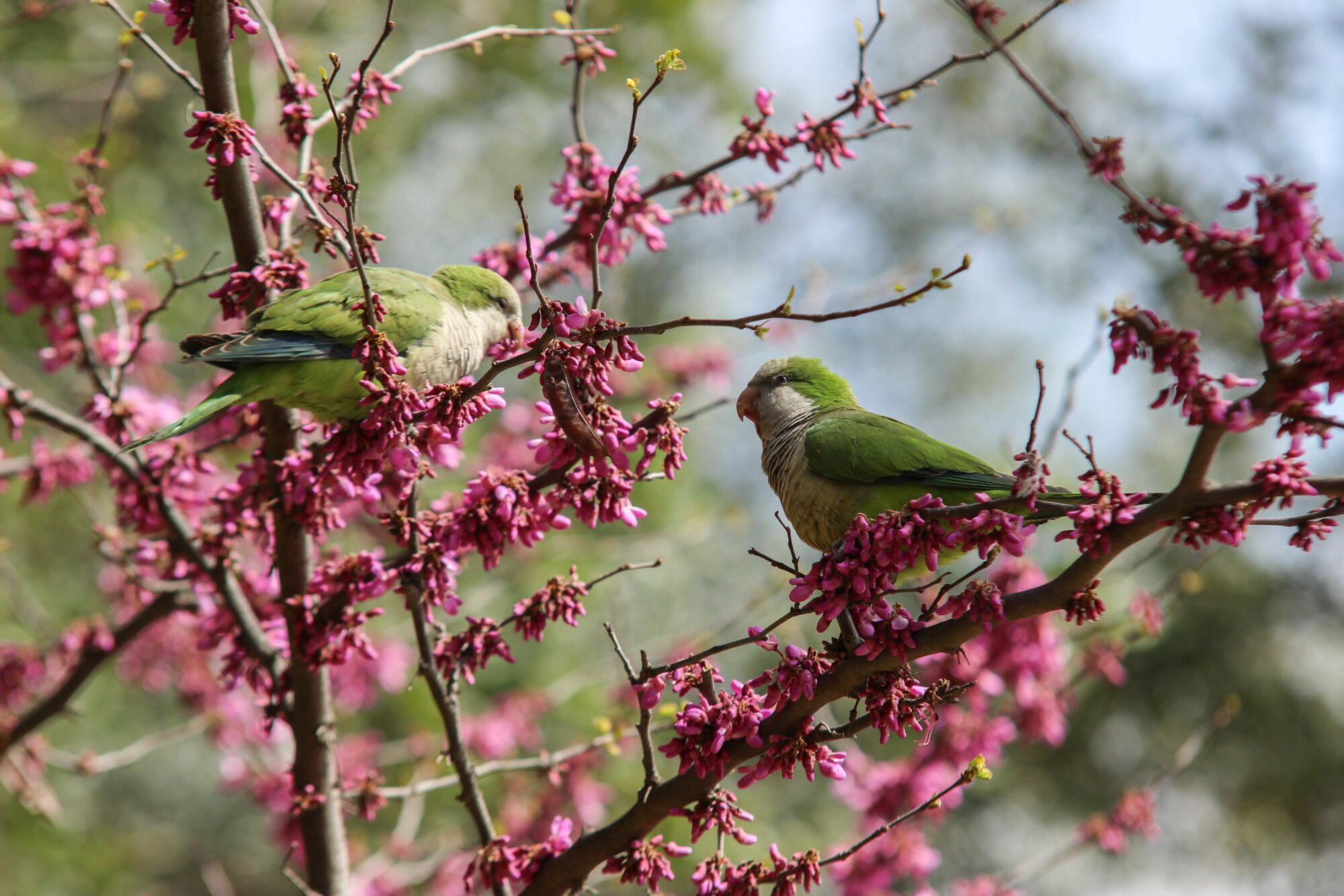 Monk Parakeets Exhibit Social Standing Behaviors In New Study – Pet ...