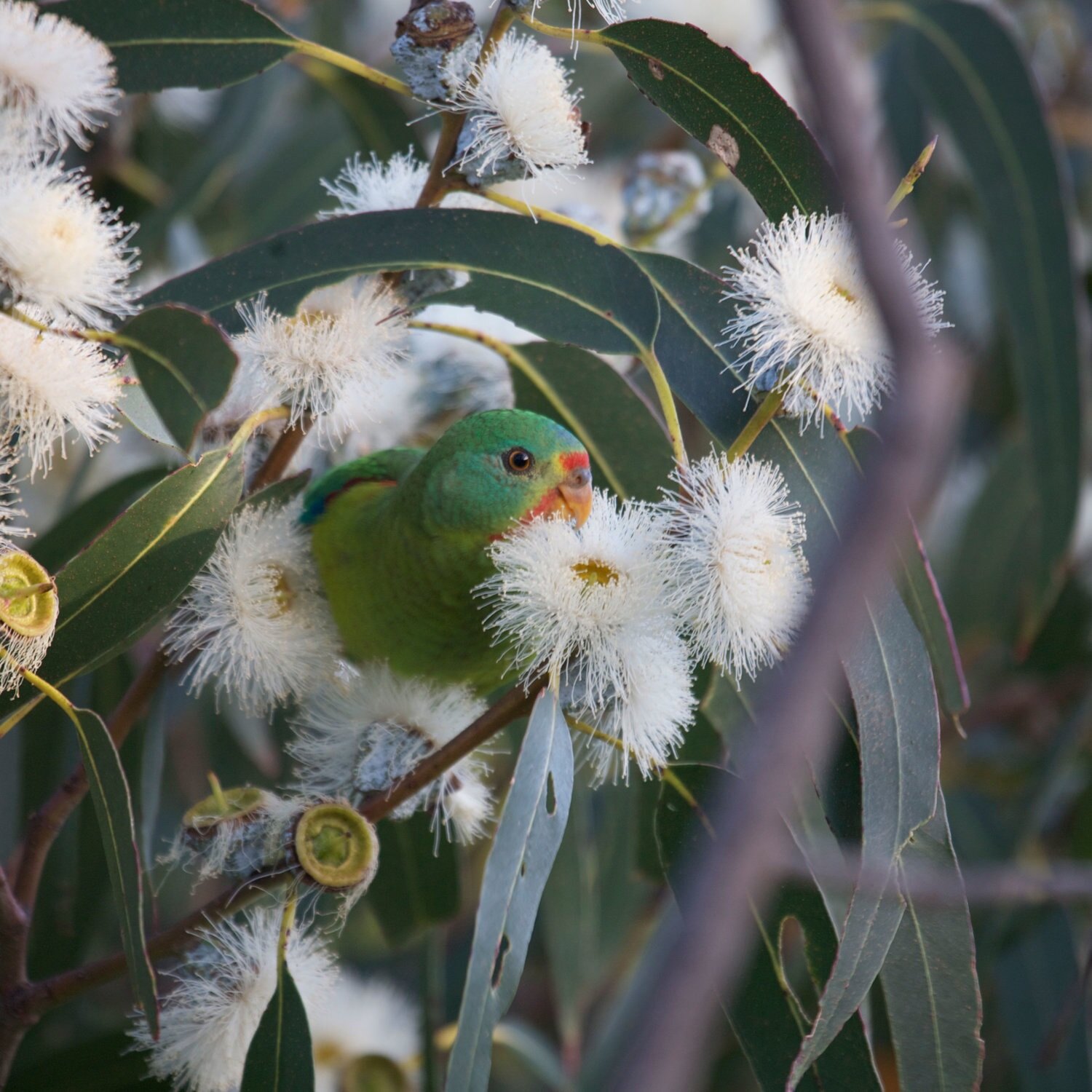 Lafeber’s Global Parrot Conservation Spotlight May 2023: The Endangered ...