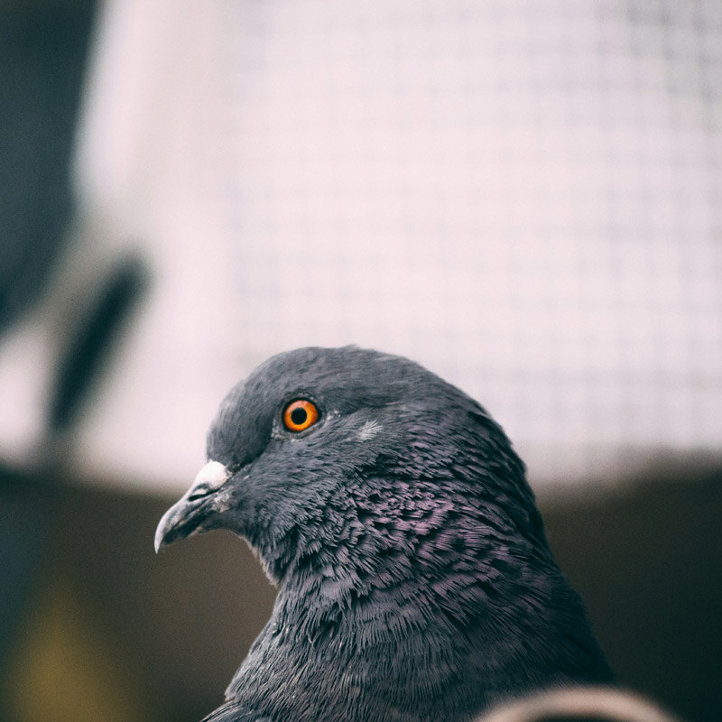 Police Department In India Has Special Feathered Communications ...