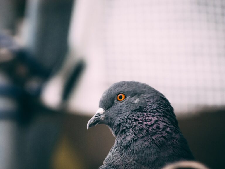 Police Department In India Has Special Feathered Communications ...