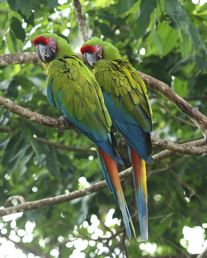 Lafeber’s Global Parrot Conservation Spotlight August 2023: Colombia's ...