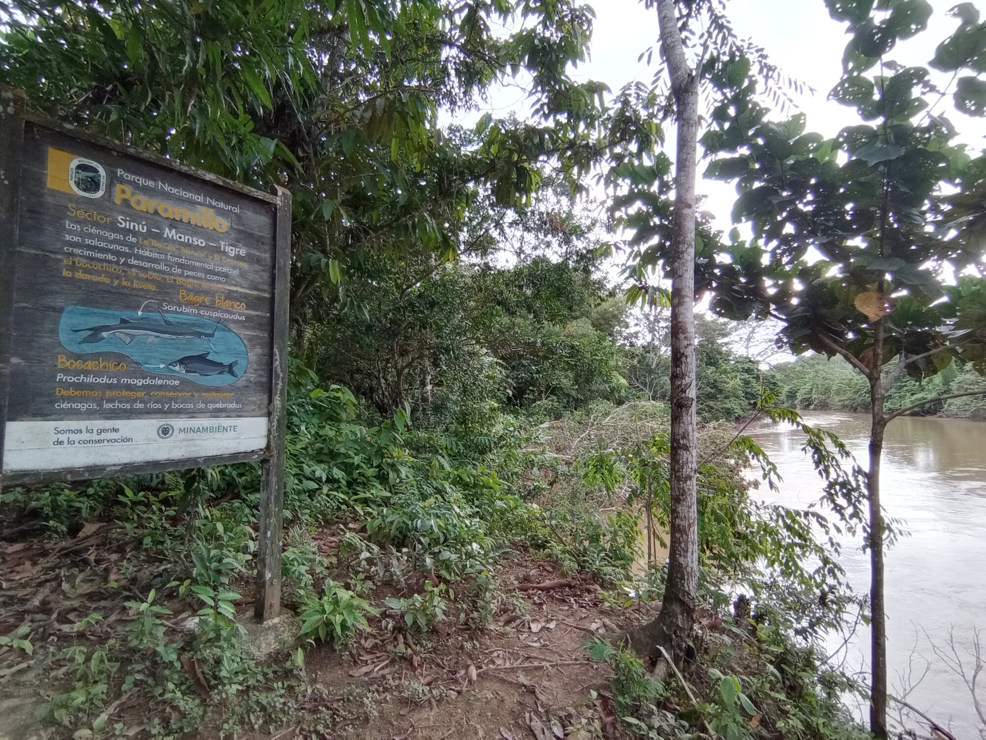 Lafeber’s Global Parrot Conservation Spotlight August 2023: Colombia's ...