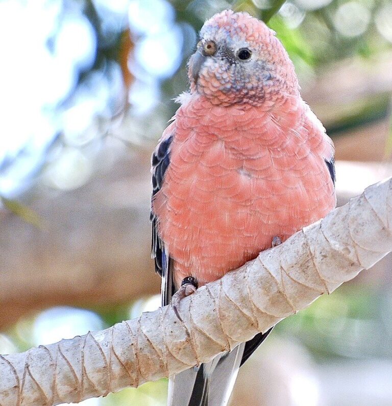 Bourke's Parrot Personality, Food & Care – Pet Birds by Lafeber Co.