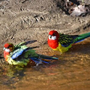 Serving Up Fresh H2O: Water Wisdom For Bird Owners – Pet Birds by ...