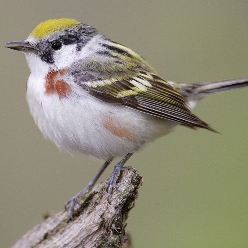 The Birder's Curse Of The "Nemesis Bird!" – Pet Birds by Lafeber Co.