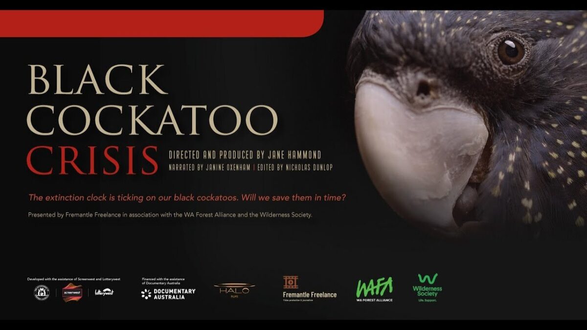 Documentary Sounds Alarm to Save Australia's Disappearing Black ...