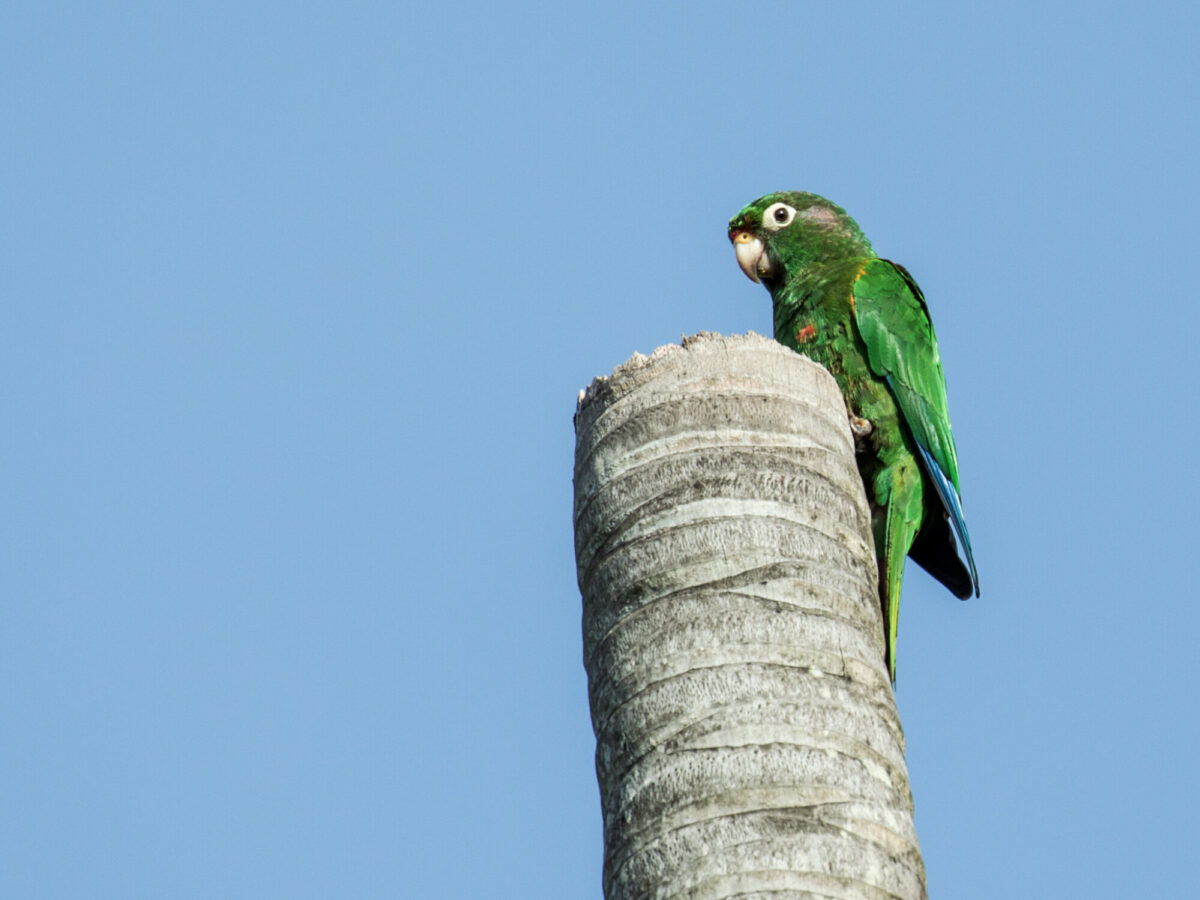 Lafeber’s Global Parrot Conservation Spotlight October 2023: Colombia's ...