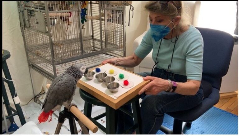 Inside Dr. Pepperberg's Lab: Being Sensitive To The World As Your Bird ...