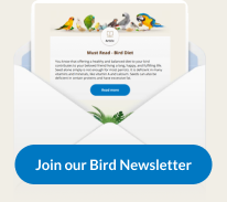 Canary-Winged Parakeet Personality, Food & Care – Pet Birds by Lafeber Co.