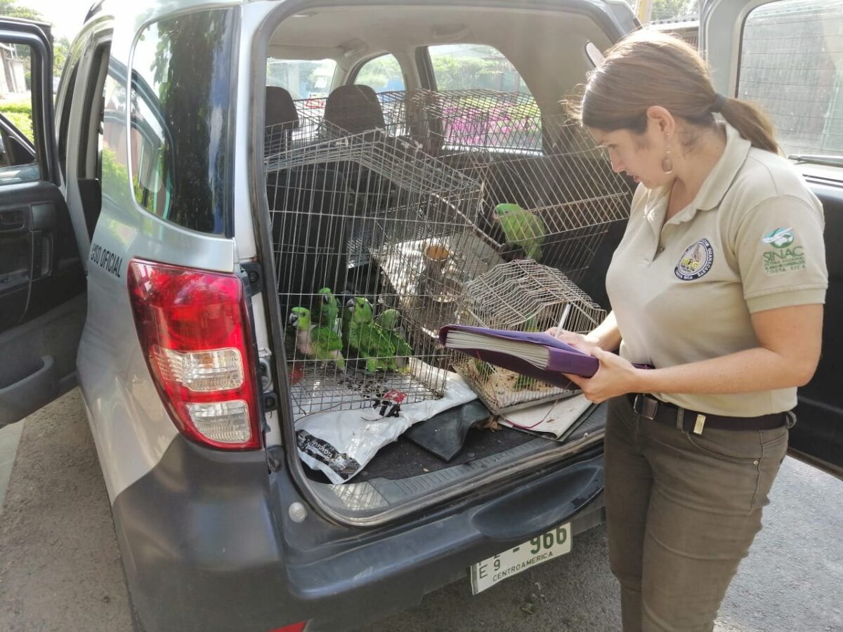 Lafeber’s Global Parrot Conservation Spotlight April 2024: Costa Rica's ...
