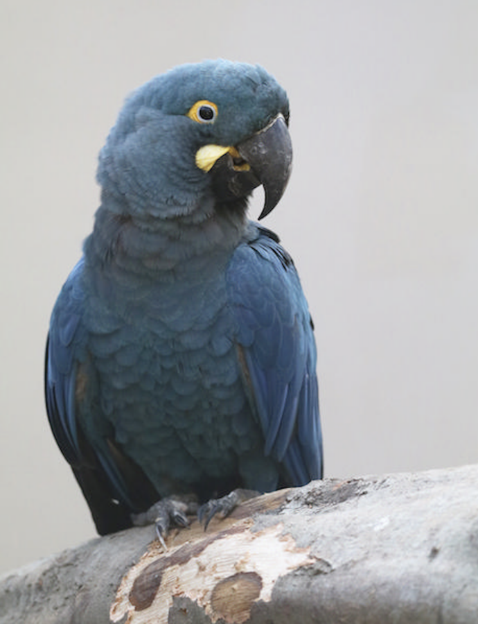 Lafeber’s Global Parrot Conservation Spotlight March 2024: The Lear’s ...